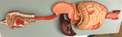 Digestive System Diagram Quizlet