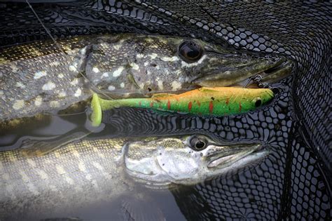 Comment pêcher le brochet aux leurres souples