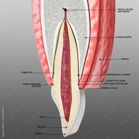 Tooth And Periodontium Anatomical Structure Sectional Human Central