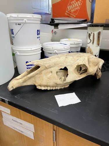 Biol Lab Practical Flashcards Quizlet