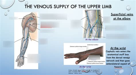 Venous Supply Of Upper Limb Diagram Quizlet