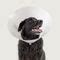 Collerette vétérinaire pour chiens Betsy KVP EU Ltd transparente
