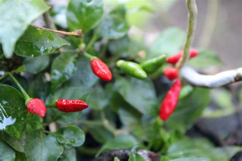 A Step By Step Guide On How To Grow Chili Peppers