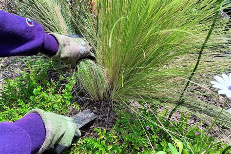 When Do You Cut Back Ornamental Grasses Back Gardener