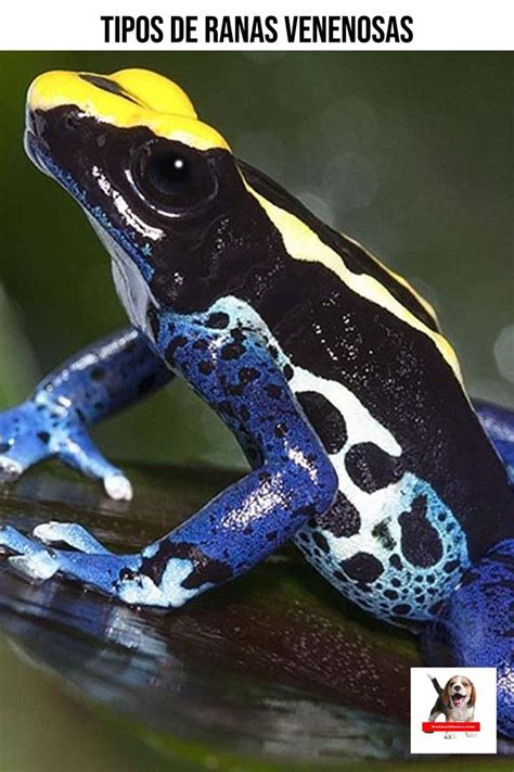 Nombres De Distintos Tipos De Ranas Venenosas