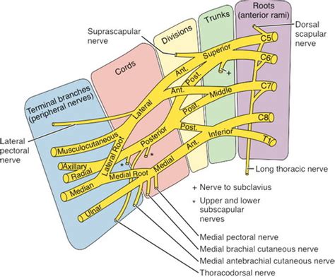 Brachial Plexus And Nerves Of Upper Limb Flashcards Quizlet