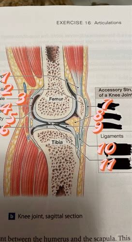 Knee Joint Sagittal Section Flashcards Quizlet