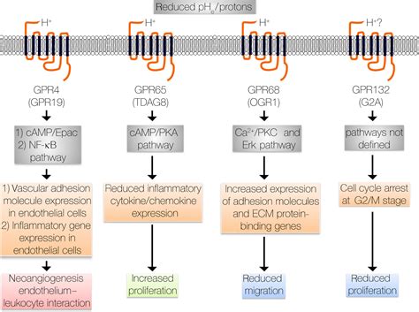 Protonsensing G Proteincoupled Receptors As Regulators Of Cell