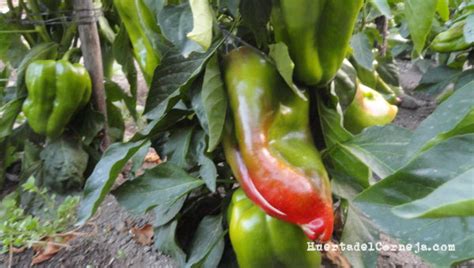 Cómo cultivar pimientos morrones Huerta del Corneja
