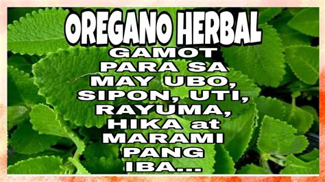 OREGANO HERBAL GAMOT Sa May UBO SIPON UTI ASTHMA AT IBA PA YouTube