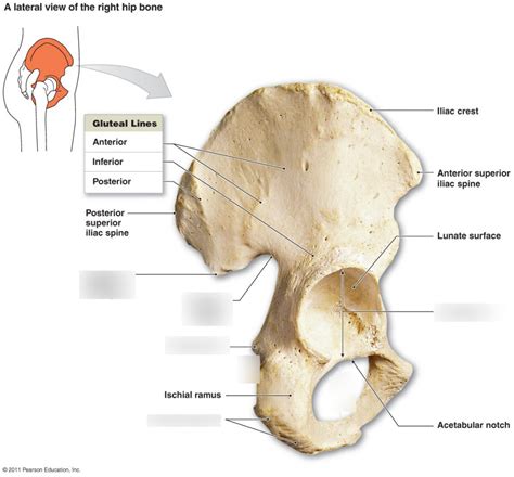 Pelvis Pt 2 Diagram Quizlet