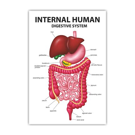 Diagram Showing Internal Human Digestive System Vector Off