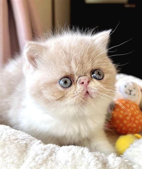 Egzotik Shorthair Yavru Kedi