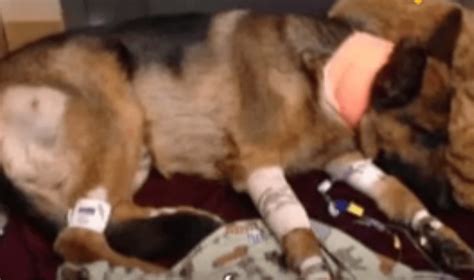 Cane Ferito Nel Tentativo Di Proteggere Il Padroncino Da Due Ladri