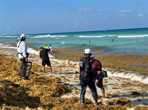 Sargazo Hacen Frente En Playa Delfines A Arribo Masivo