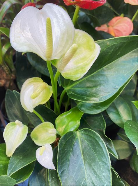 Anthurium Flores Planta Foto Gratis En Pixabay Pixabay