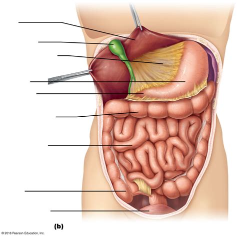 Figure 38 7 Peritoneal Attachments Of The Abdominal Organs Diagram