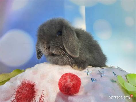 Mini Lop Kr Lik Miniaturowy Hodowla Zarejestrowana Czch W