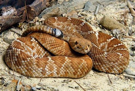 Vampiro Erudito Serpiente De Cascabel