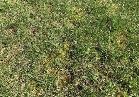 Best Way To Get Rid Of Moss In Your Lawn At Nelson Vasquez Blog