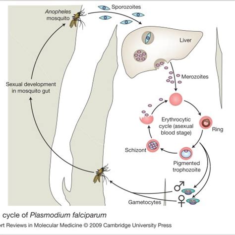 Life Cycle Of Plasmodium Falciparum When An Infected Female Anopheles