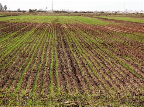 Intensifican Productores La Siembra De Trigo En El Valle De Mexicali