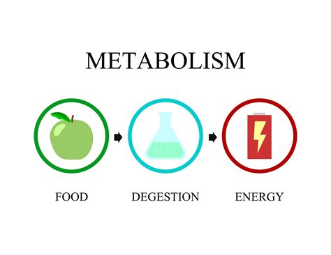 Introduction Nutrition And Physical Fitness