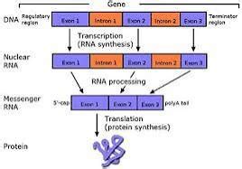 Protein Synthesis Flashcards Quizlet