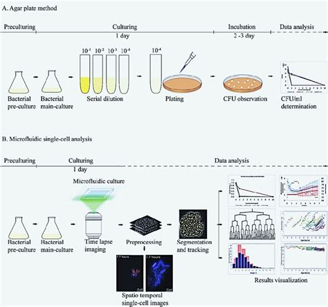 A Schematic Representation Of Agar Plate Method And Microfluidic
