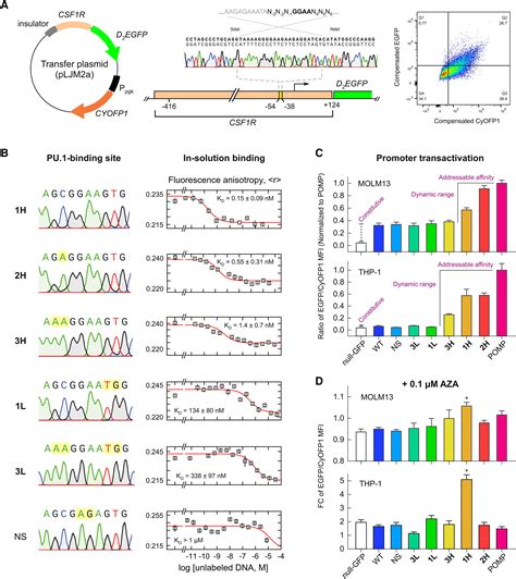 Dna Selection By The Master Transcription Factor Pu Cell Reports