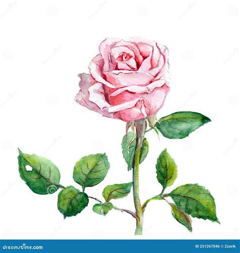Watercolor Hand Painted Rose Flower Botanical Illustration Stock Photo