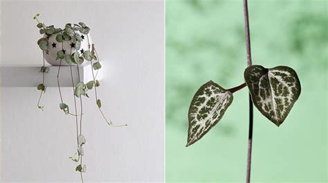 Plantas Con Hojas En Forma De Coraz N Jardinatis