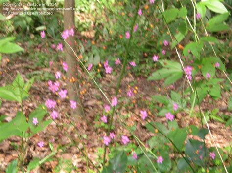 Purple Plant With Tiny Pink Flowers My Flowers Wallpaper