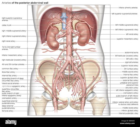 Anatomy Of Lower Abdomen