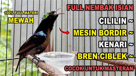 FULL NEMBAK KOLIBRI NINJA GACOR FULL ISIAN SUPER MEWAH 100 COCOK