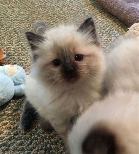 Create Meme The Neva Cat Siamese Cat Ragdoll Kitten Color Point