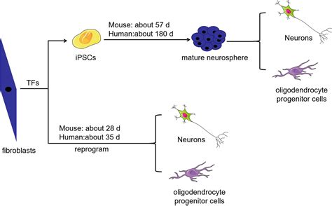 Frontiers Application And Prospects Of Somatic Cell Reprogramming