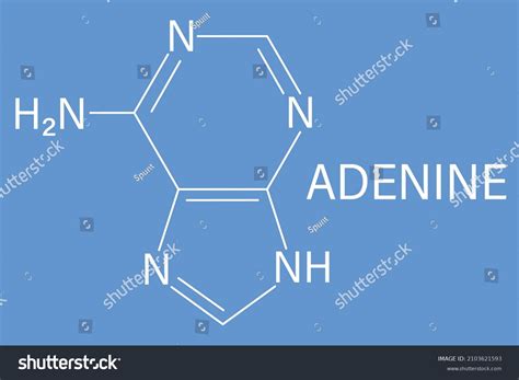 Adenine Purine Nucleobase Molecule Base Present Stock Vector Royalty