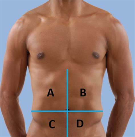 Anatomy Exam Flashcards Quizlet