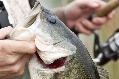 Expert Topwater Tips Tactics For June Largemouth Bass Game Fish
