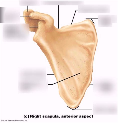 Anterior View Of Scapula Borders And Angles Diagram Quizlet The Best