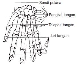 Tulang Lengan Dan Fungsinya Pengertian Dan Susunan
