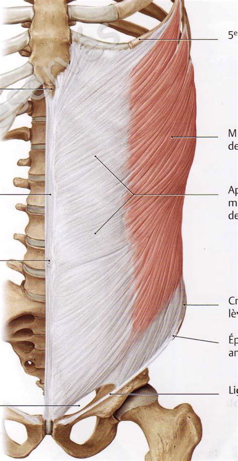 Fibre Muscle Oblique Interne Ue Anatomie Tutorat Associatif