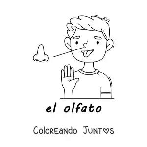 15 Dibujos Del Sentido Del Olfato Para Colorear Gratis Coloreando