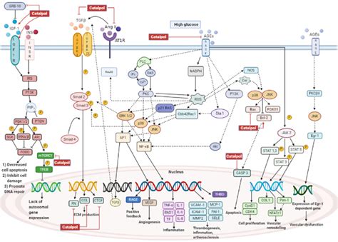 Molecular Mechanism Of Catalpol In Diabetic Nephropathy Under High