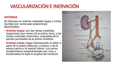Vascularización e inervación Leila Padilla uDocz