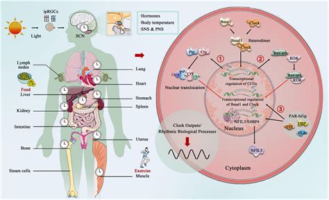 The Role Of Circadian Clock In Astrocytes From Cellular Functions To