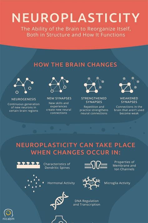 How Does Neuroplasticity Work Infographic Part Neuroplasticity
