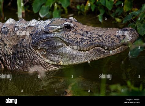American Alligator Alligator Mississippiensis Stock Photo Alamy