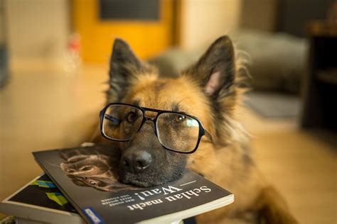 Le Top 6 Des Races De Chiens Les Plus Intelligents Du Monde